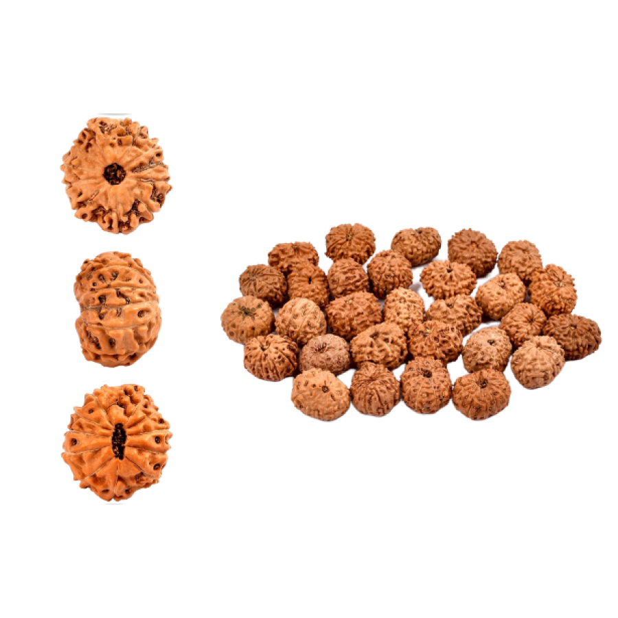 Buy 11 Mukhi Indonesian | Java Rudraksha: Small Eleven Face Rudraksha ...