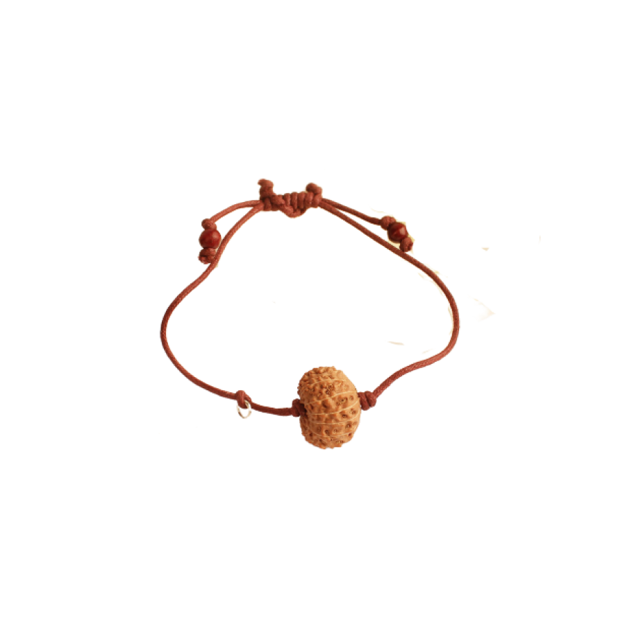 Buy 13 Mukhi Indonesian | Java Rudraksha: Small Thirteen Face Rudraksha ...