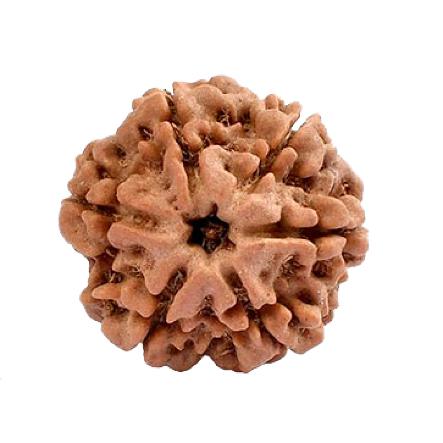 Six Mukhi Rudraksha Beads From Nepal. Benefits of Six Mukhi Rudraksha beads