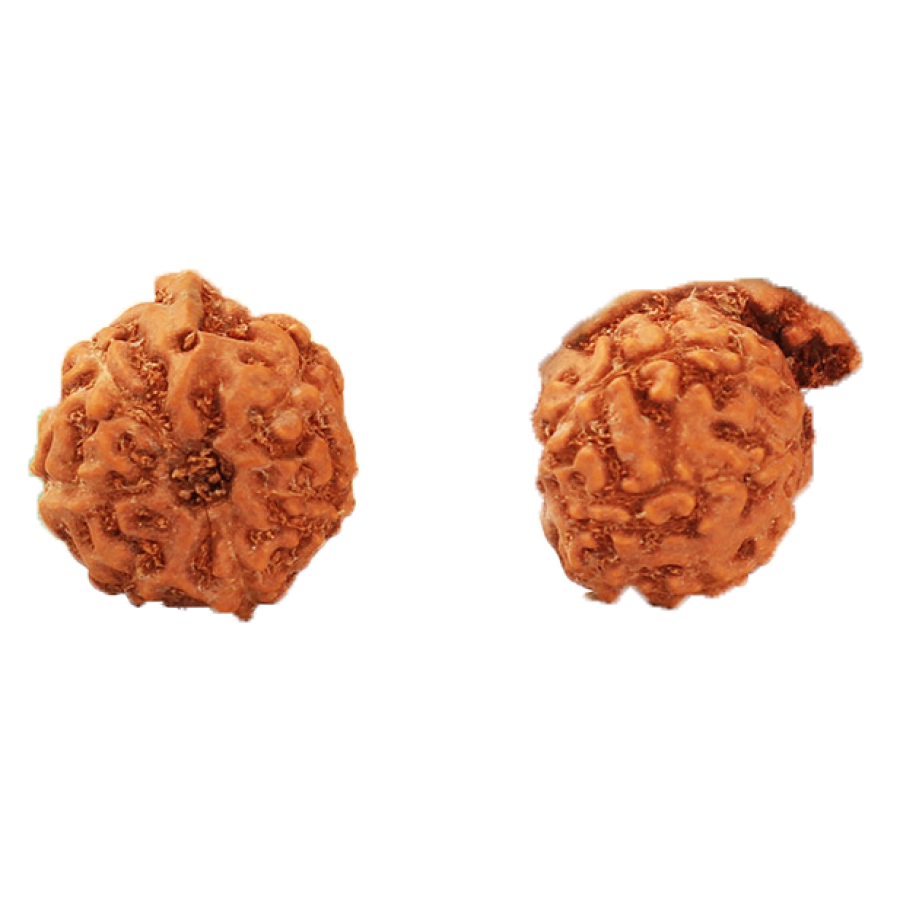 Buy Ganesh Rudraksha From Java Indonesia-15mm Online Rudraksha-Gemstones